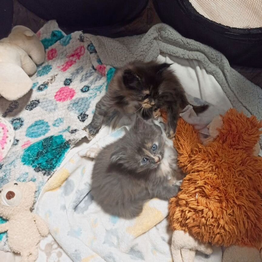 Котята мейн-кун