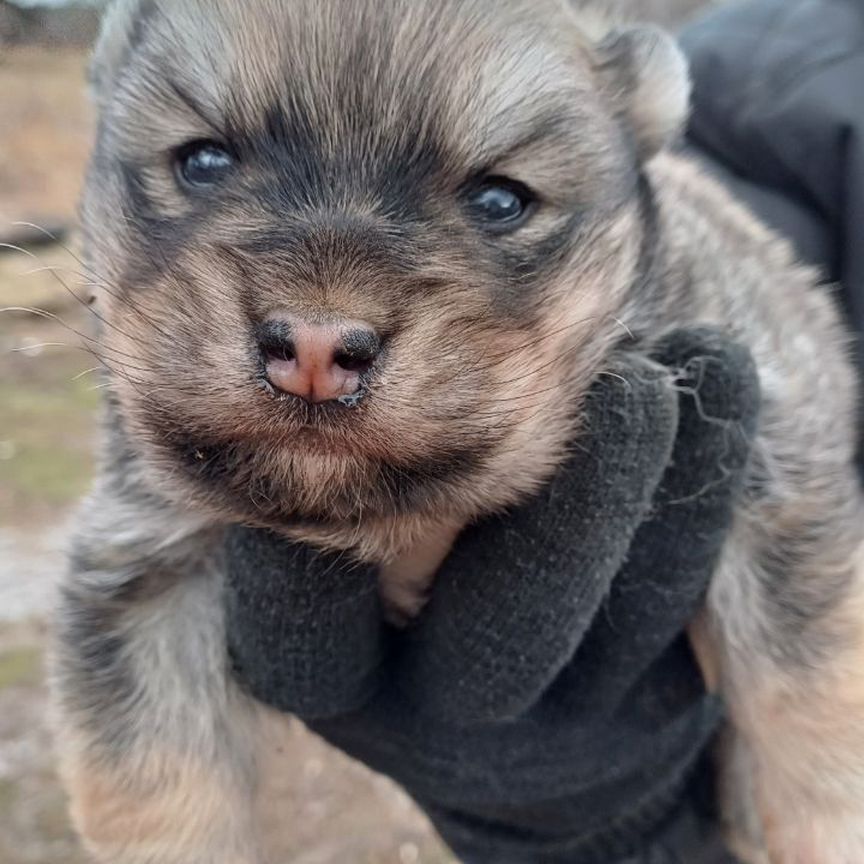 Щенок в добрые руки бесплатно маленькая порода