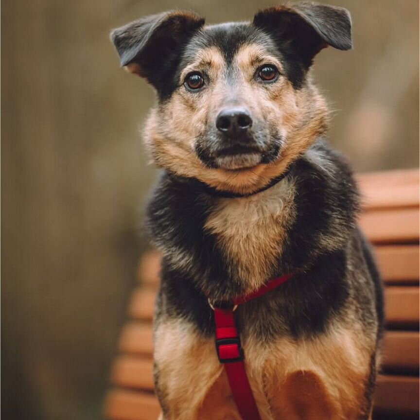 Взрослая собака в добрые руки