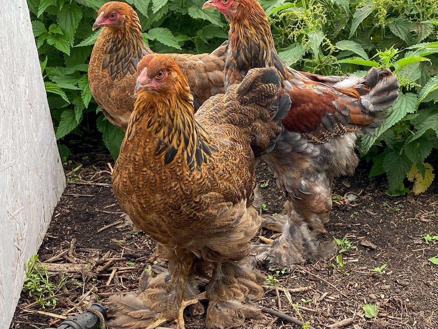 Инкубационное яйцо лакеданзи и куропатчатой брамы