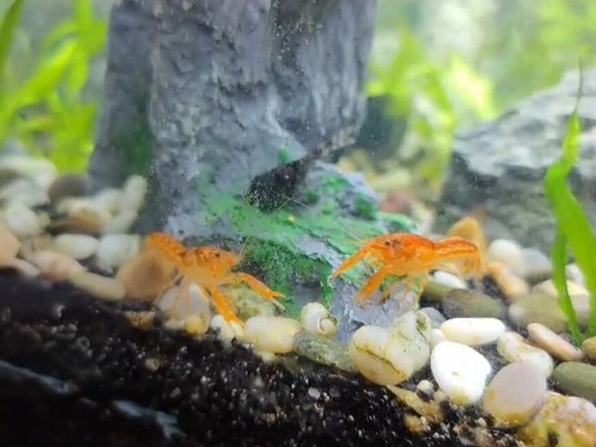 Рак карликовый аквариум