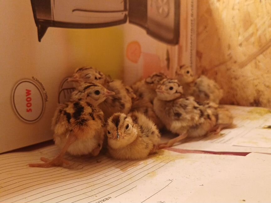 Фазан охотничий