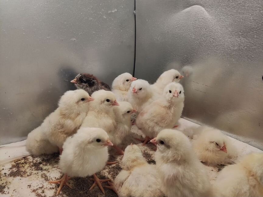 Цыплята суточные легорна
