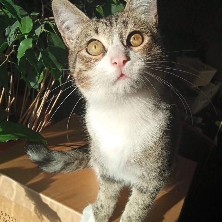 Котенок в добрые руки