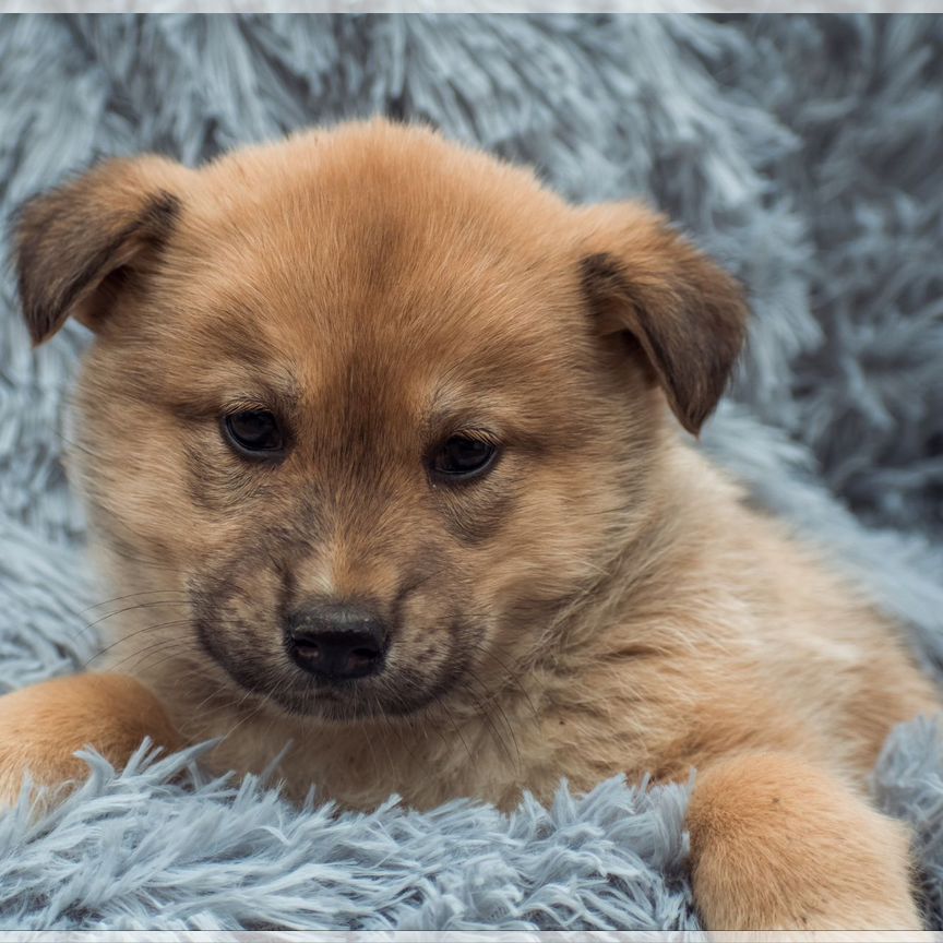 Щенок в добрые руки