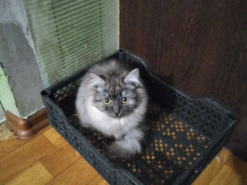 Отдам годовалых котов