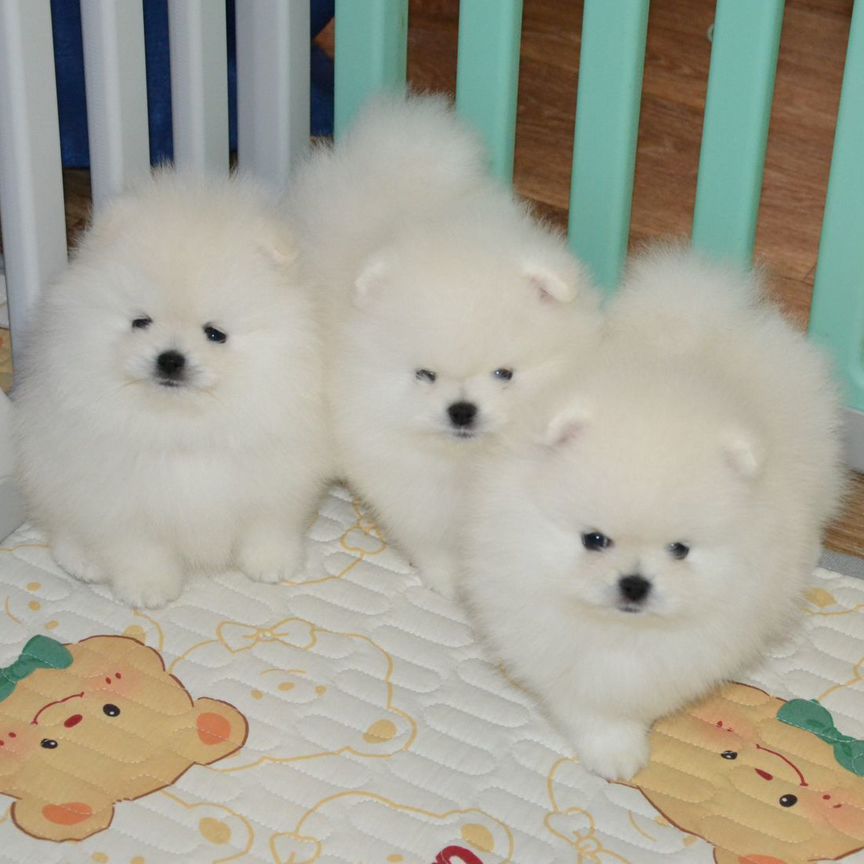 Померанский шпиц, щенок