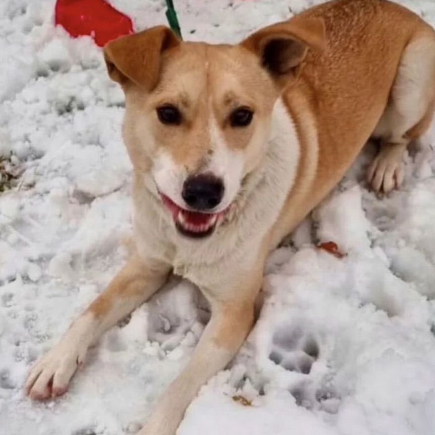 Взрослый пёс в добрые руки