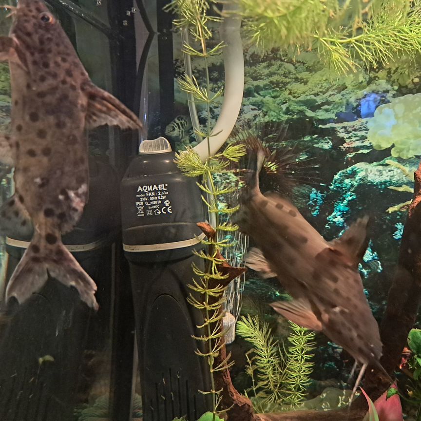 Синодонтис пара