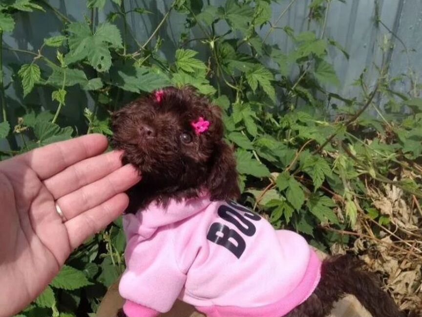 Миниатюрная мальтипу