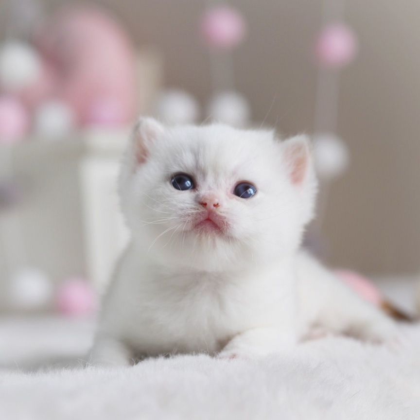 Британский котенок Улыбка