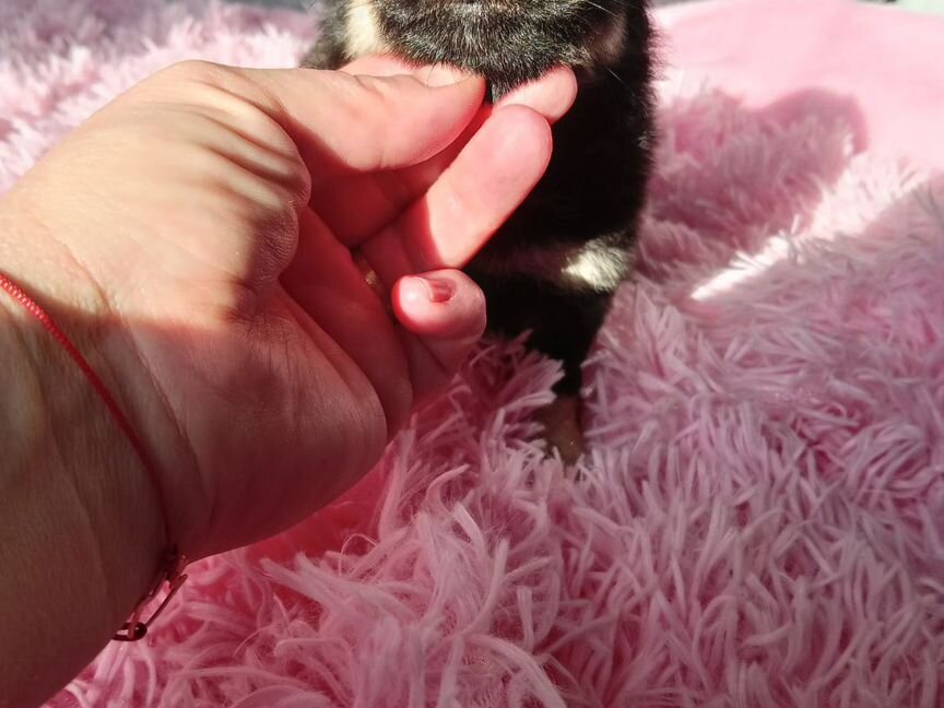 Чихуахуа девочка