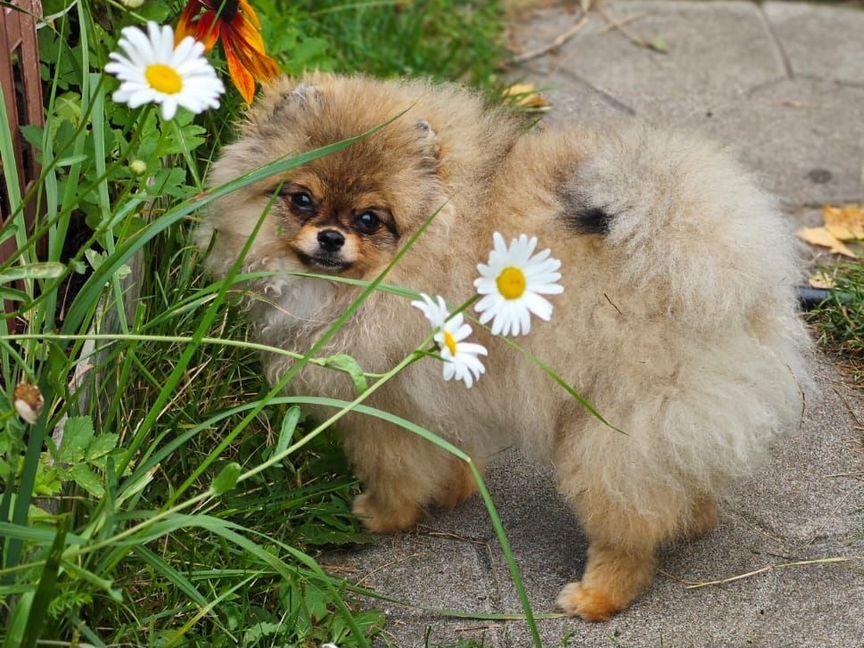 Померанский шпиц медвежьего типа