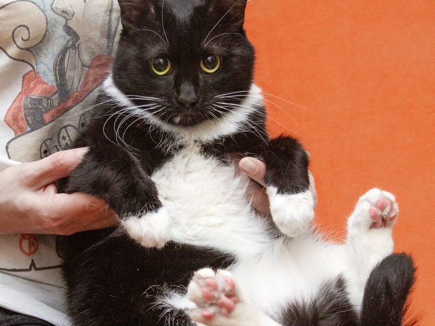 Кошка в дар