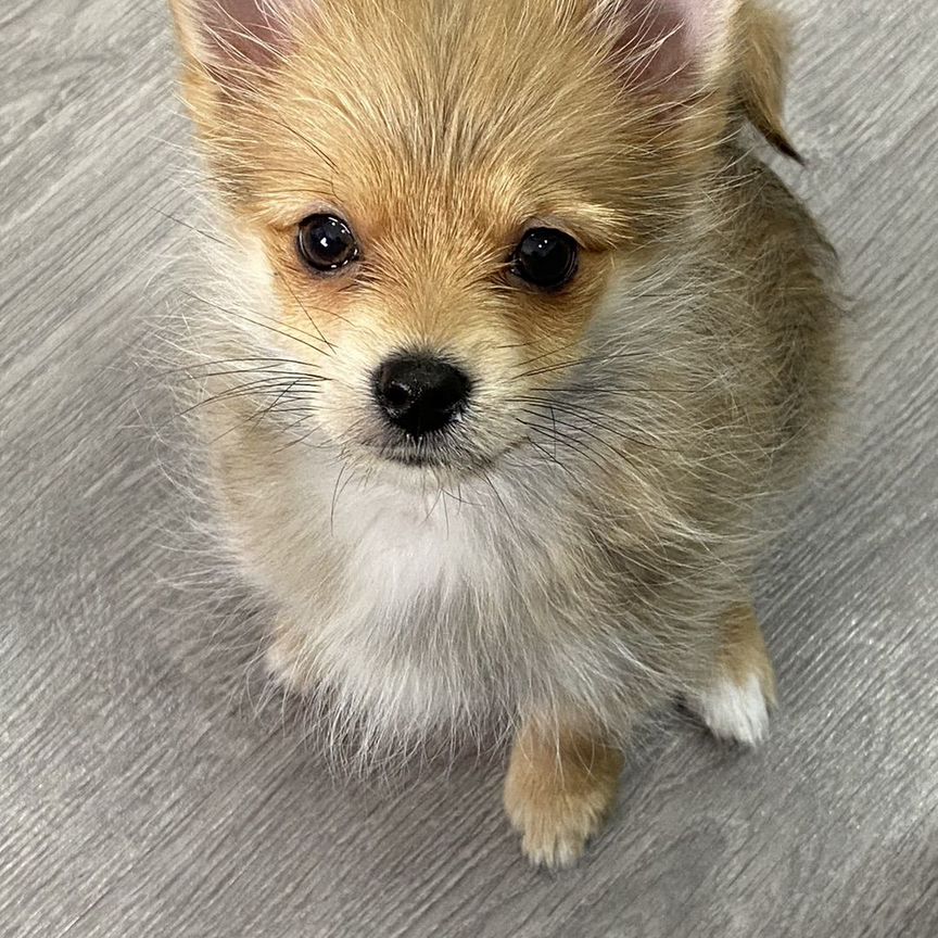 Продам щенка