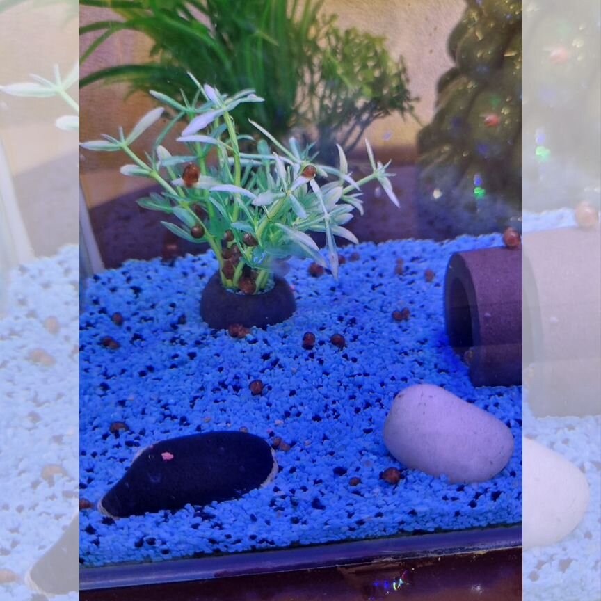 Отдам улиток