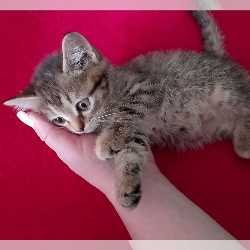 Шотландский вислоухий короткошёрстный котёнок