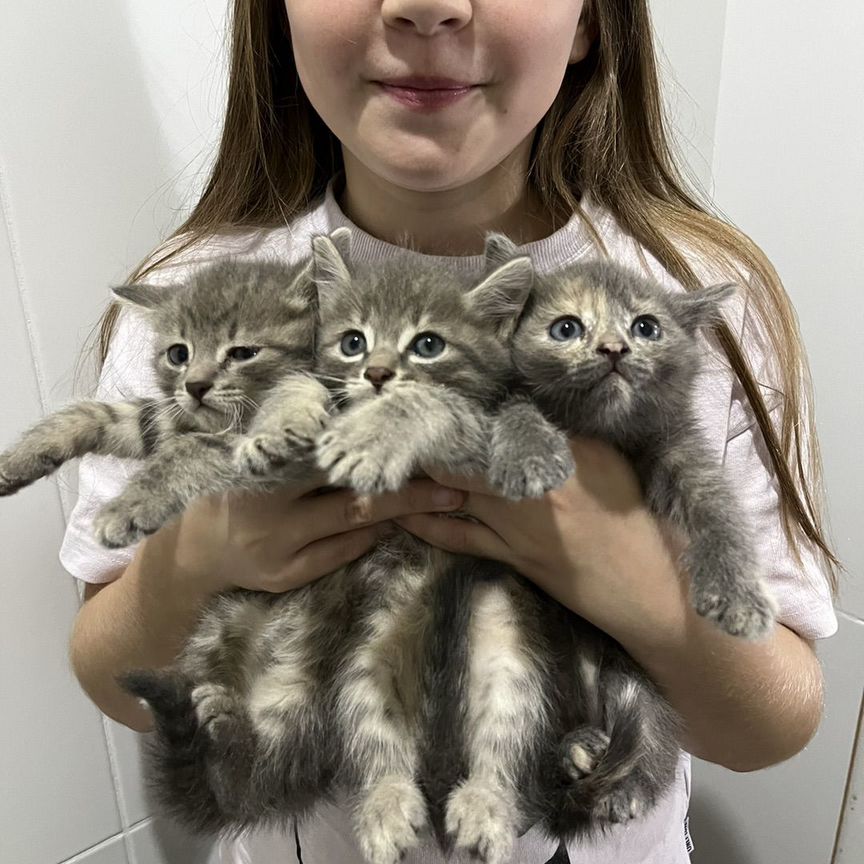 Котята в добрые руки