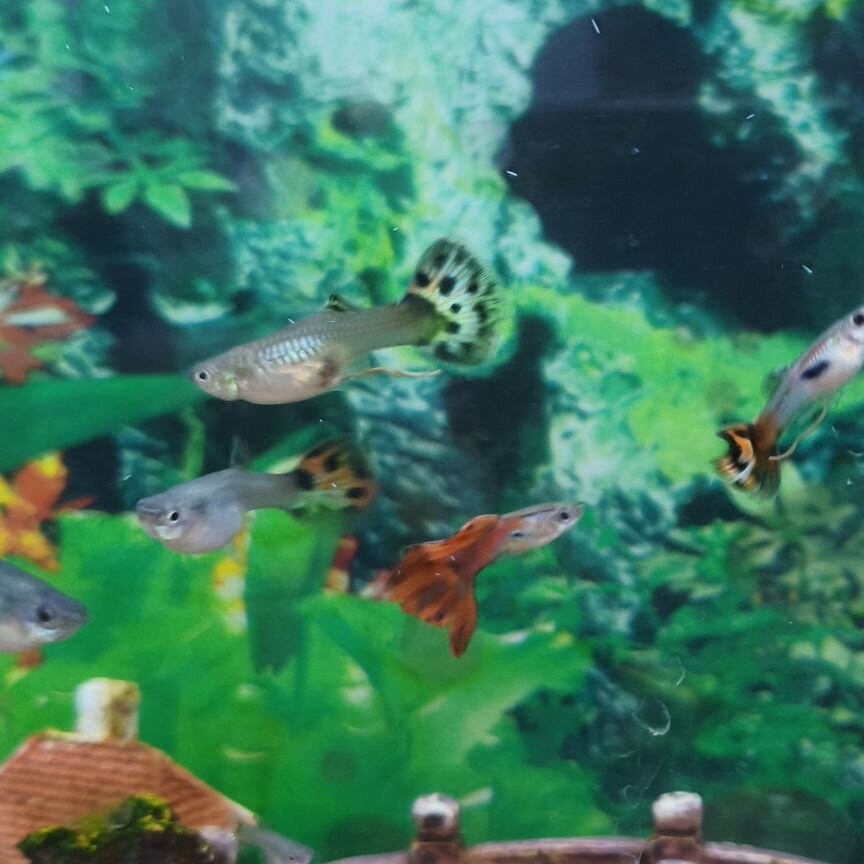 Аквариумные рыбки гуппи