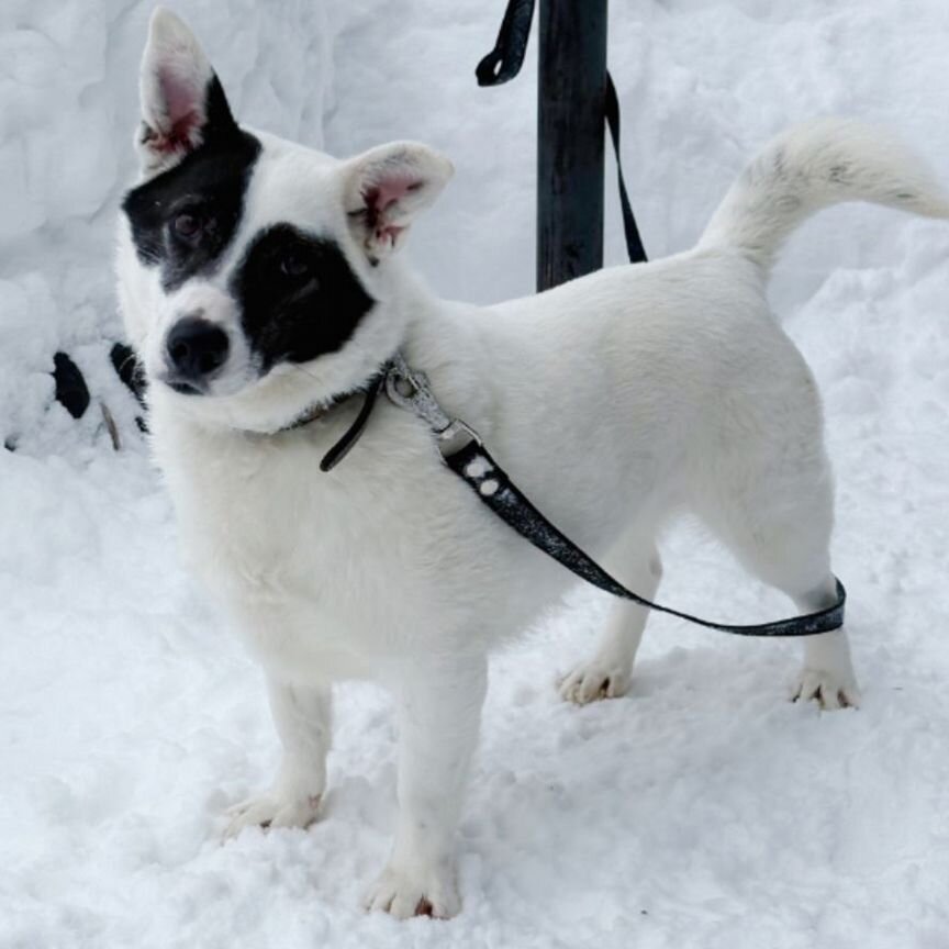 Взрослая собака в добрые руки