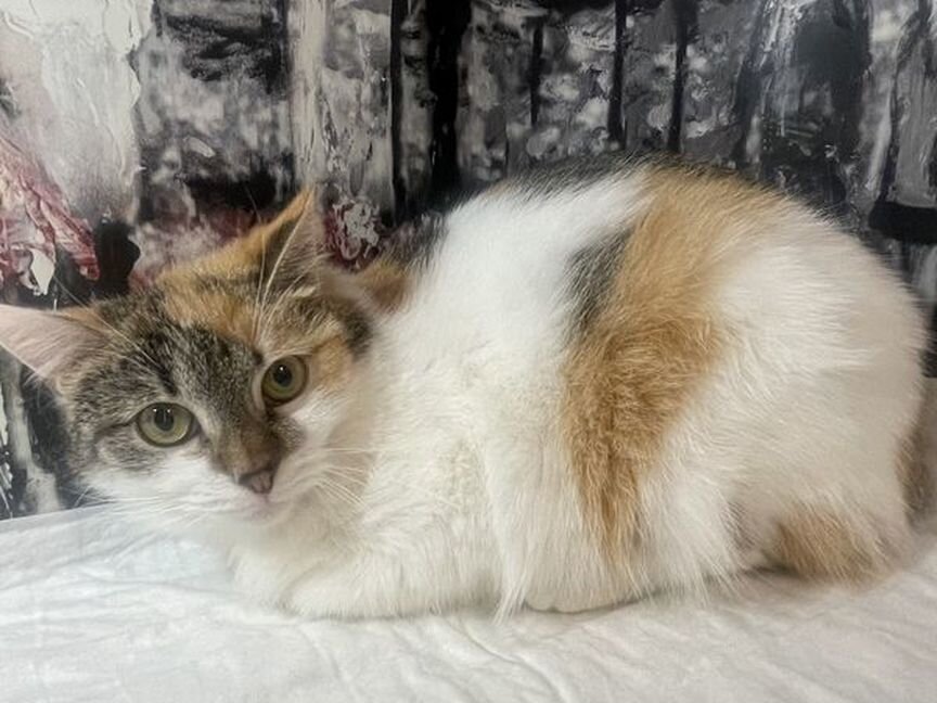 Трехцветный котенок Бетти в добрые руки