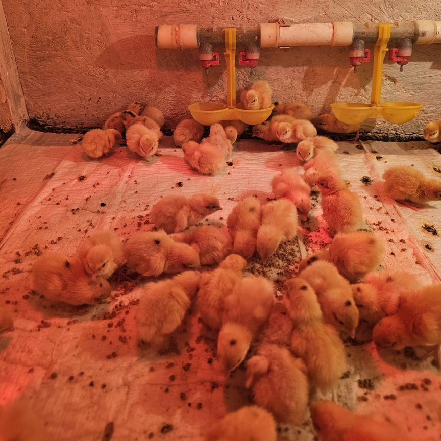 Цыплята перепела московские гиганские