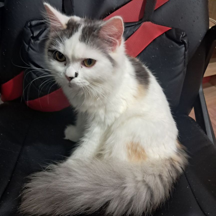 Отдам кошку в добрые руки