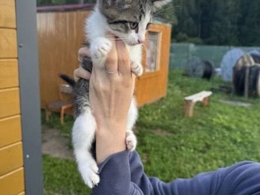 Котята в добрые руки бесплатно мальчик