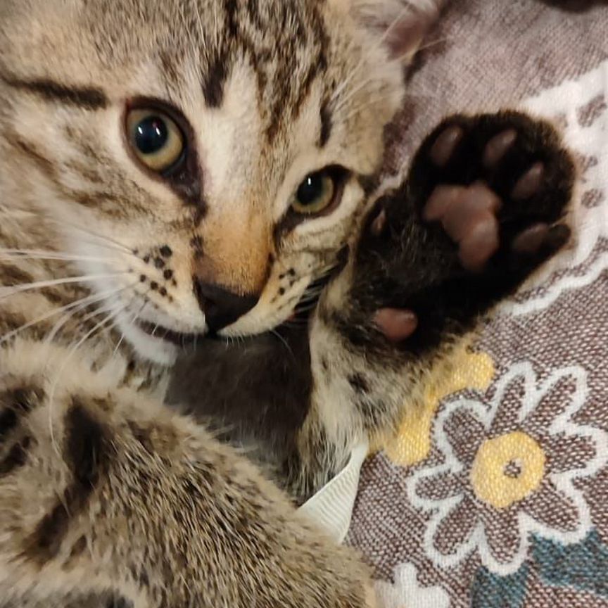 Котёнок ждёт своего Человека