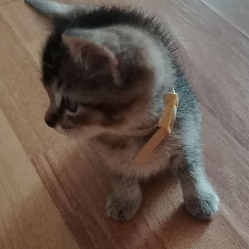 Подкинули котёнка, девочка красивая отдам