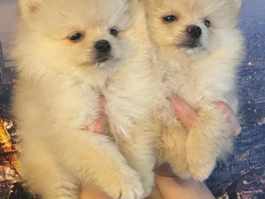 Щенки шпица Пацанчики