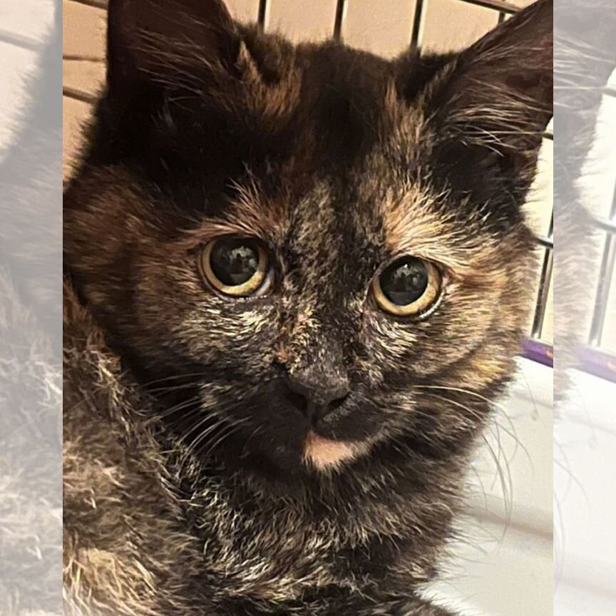 Кошечка в любящие ручки