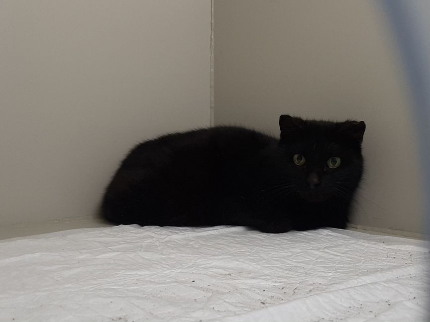 Миниатюрная кошечка ищет дом