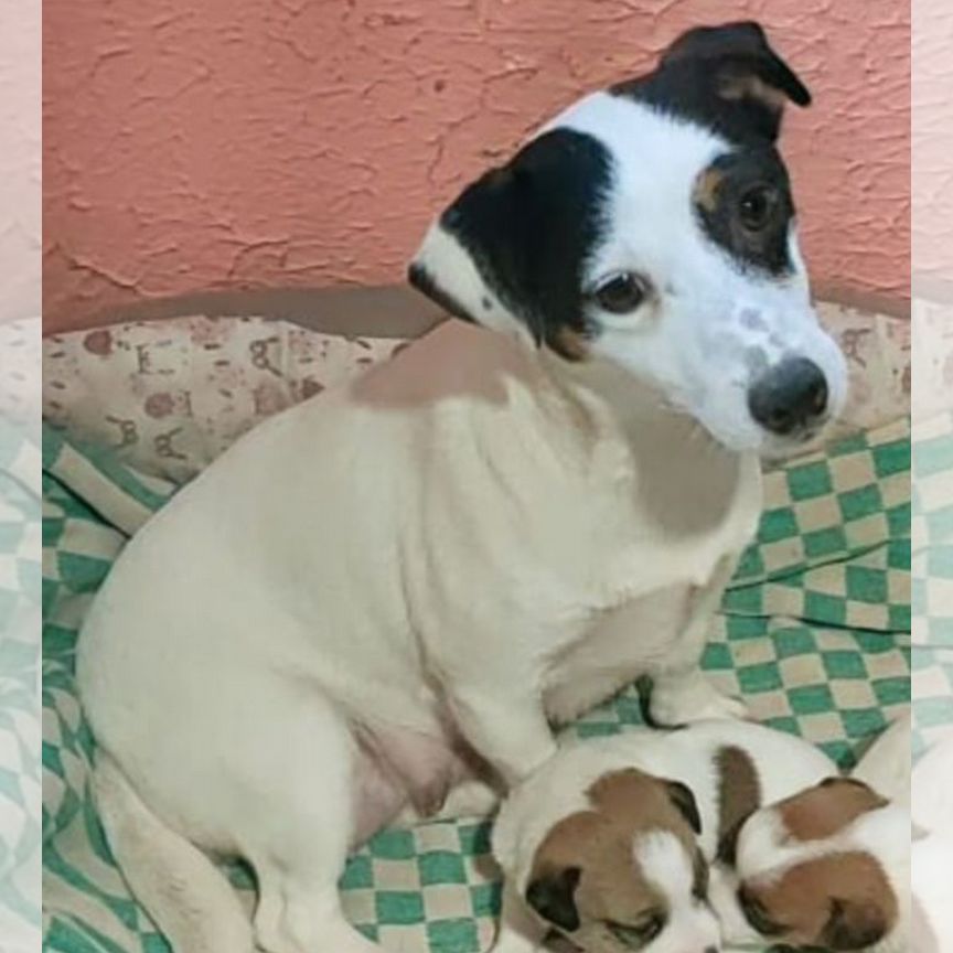 Джек рассел терьер щенки