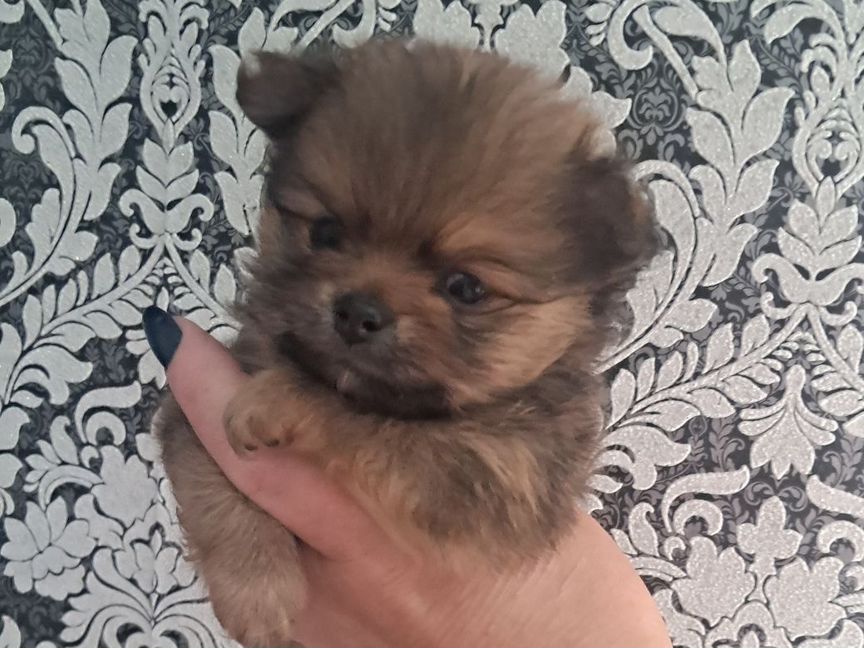 Длинношерстный чихуахуа