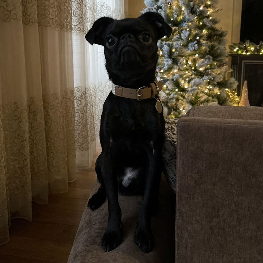 Передержка собак мелких пород