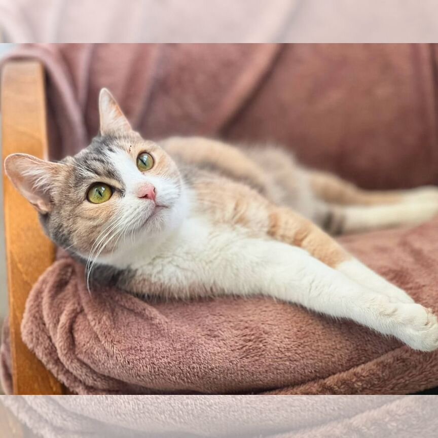 Взрослая, кошка в добрые руки