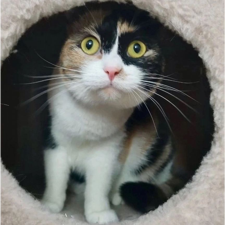 Взрослая кошка от частного владельца