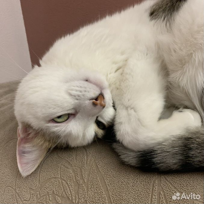 Любимый кот Листик
