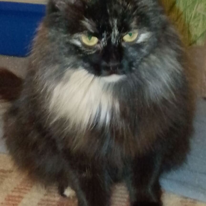 Кошка в дар