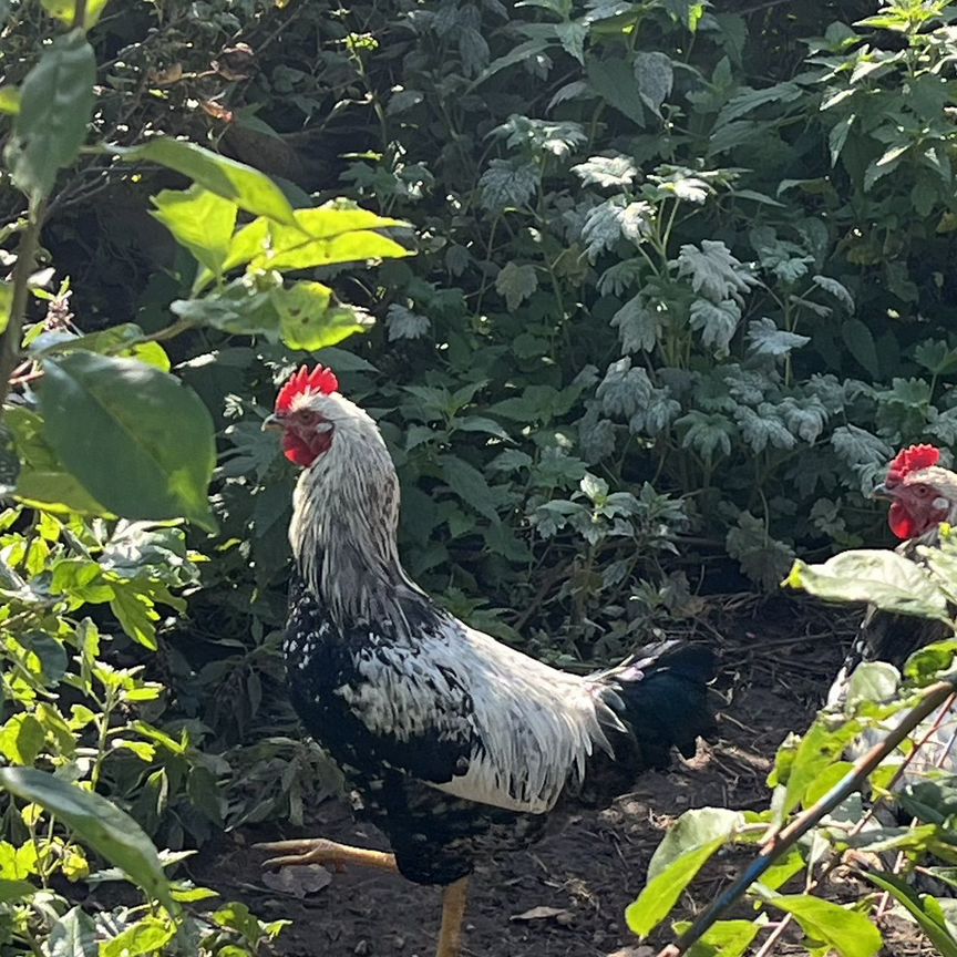 Молодые петухи