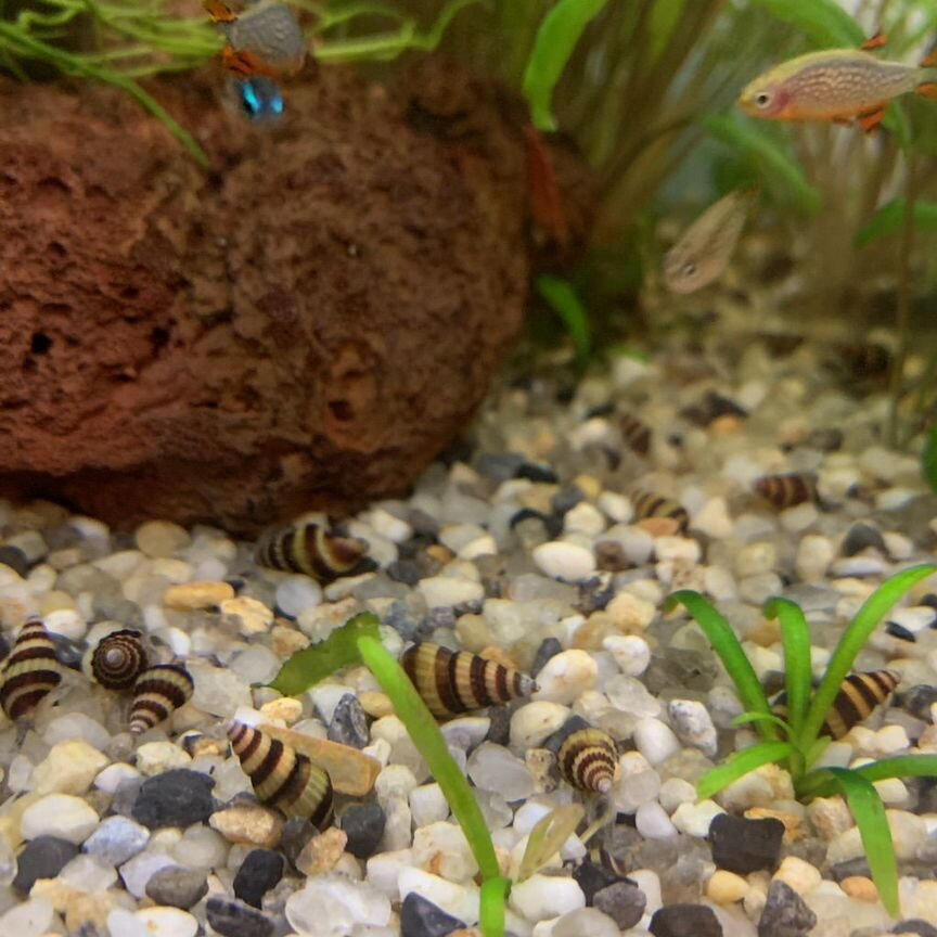 Улитка Хелена