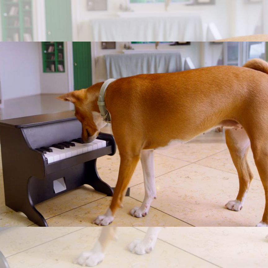 Кормушка-пианино для животных Petpiano