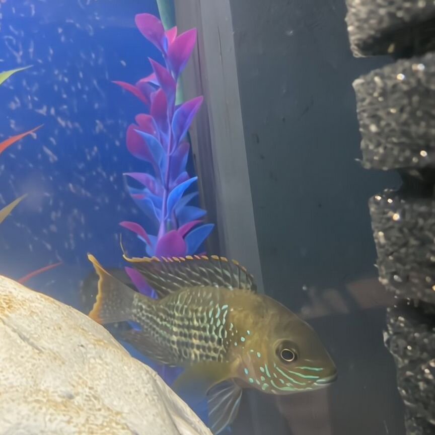 Акара бирюзовая (бронь до завтра 22:00)