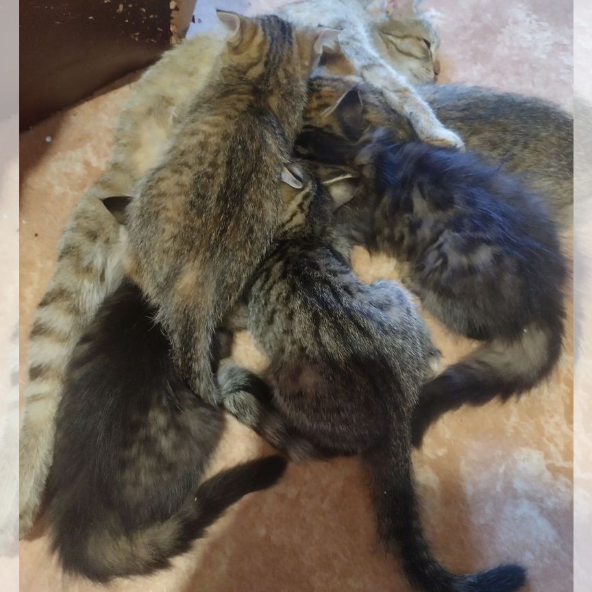 Котята в добрые руки