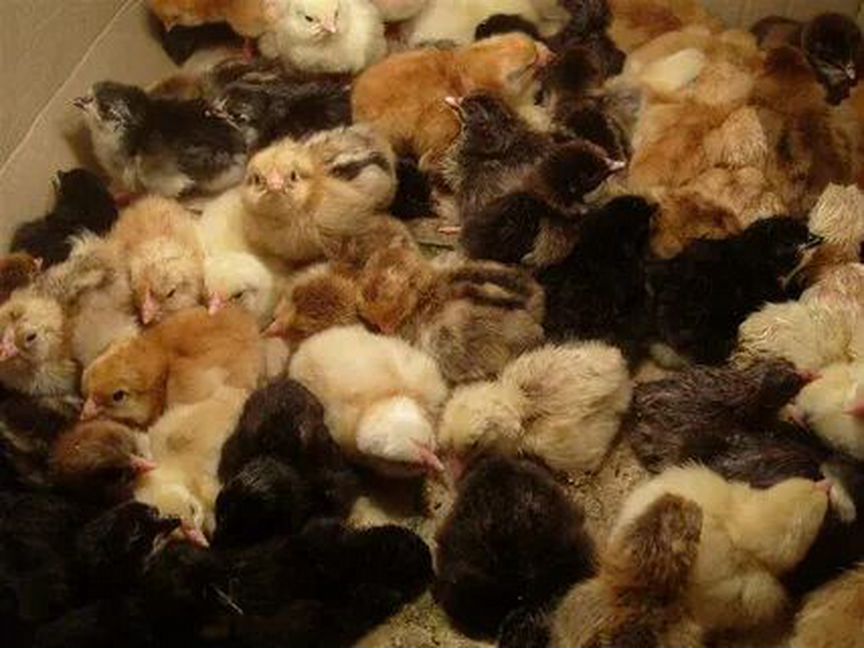 Принимаю заказы на инкубацию