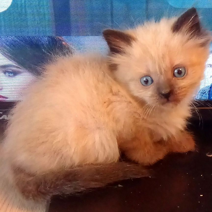 Невский маскарадный котёнок