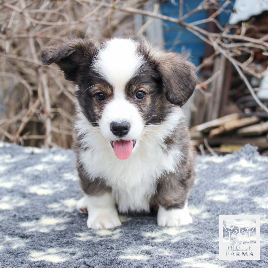 Корги кардиган (флаффи)