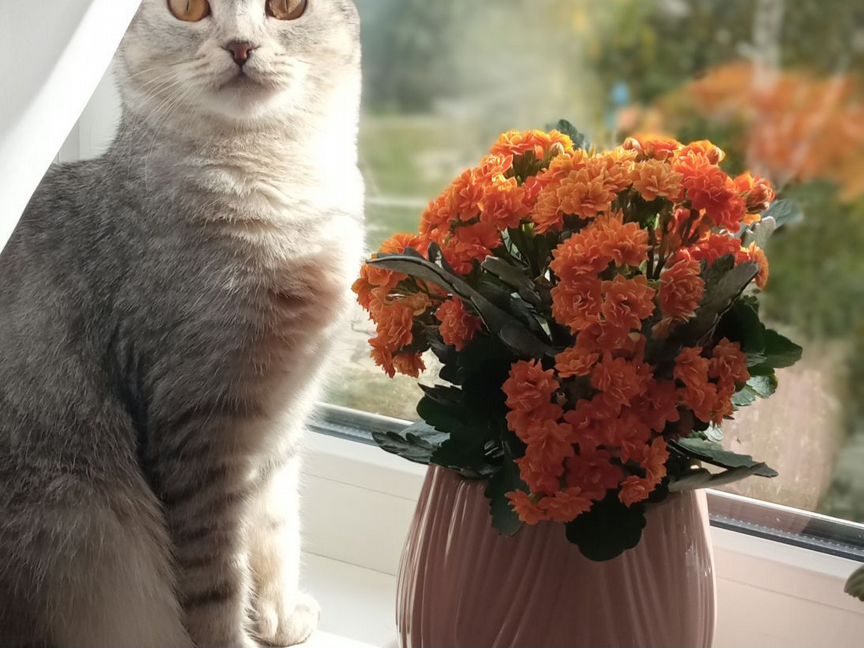 Ищем кота для вязки