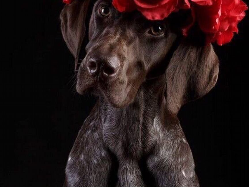 Курцхаар вязка